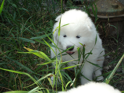 Puppies Pictures and Information