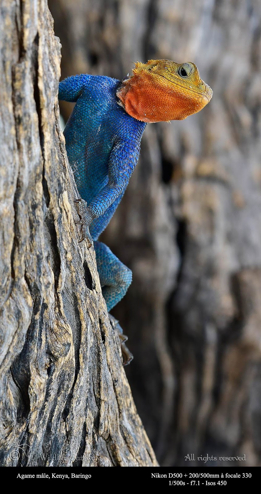 WILDLIFE GATEWAY: Les Agames des colons, ou Margouillat