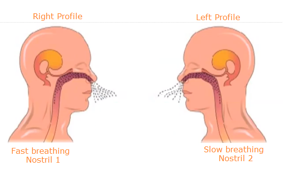 ScienceLet: Why two nostrils - Why not one or three?