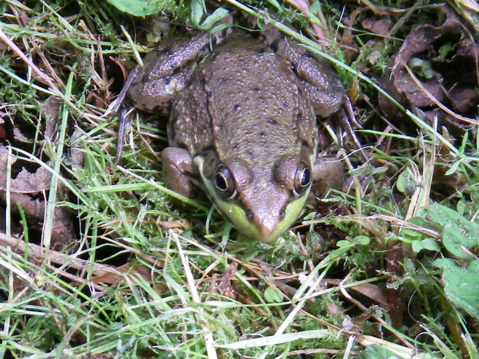 Wildlife Monitor: Frogs Galore at White Memorial!