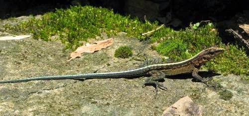Biodiversidad de Reptiles en Panamá: Reptiles