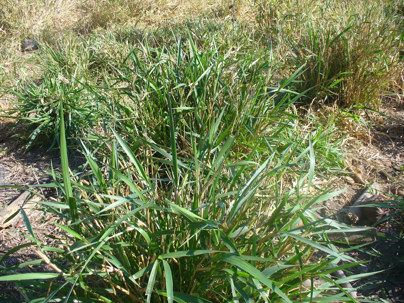 Agro y Ambiente: Fotos - Manejo de Pastos y Forrajes en Barú