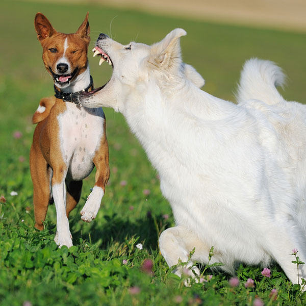 Symptoms and Types of Rabies in Dogs