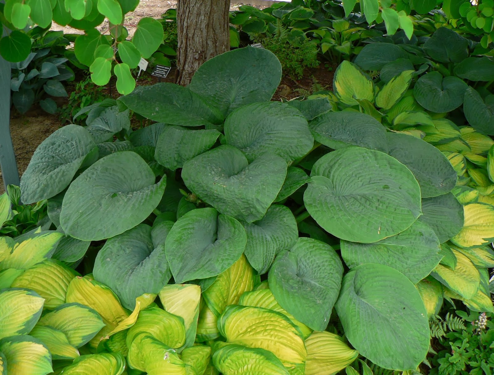 Visit My Garden: BIG Hosta