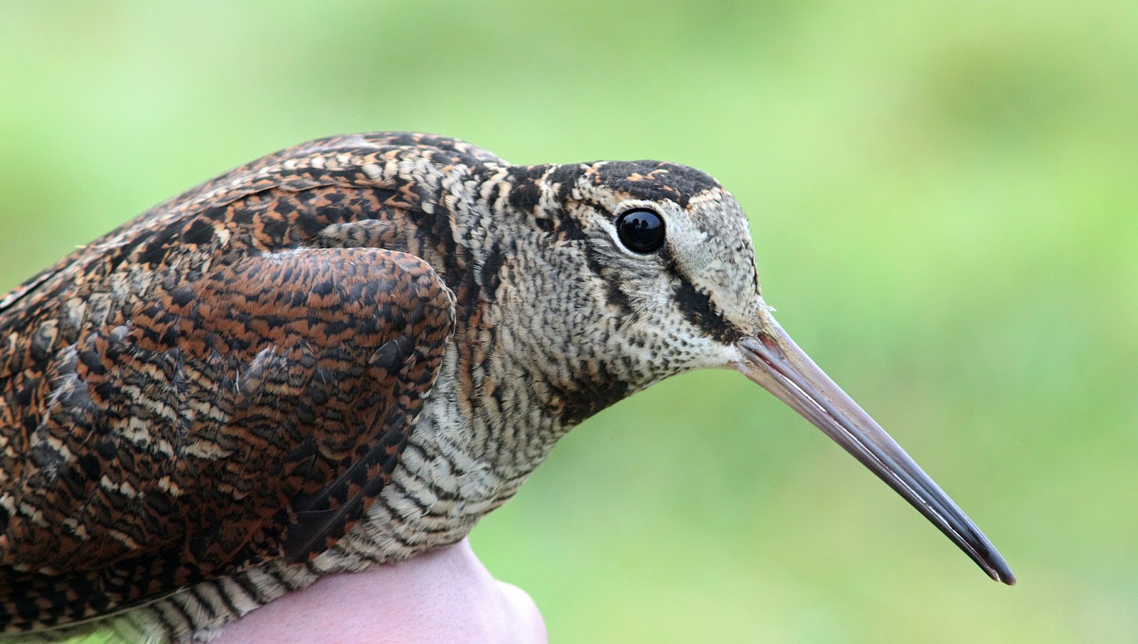 Northamptonshire Birding: Portrait of a Woodcock.