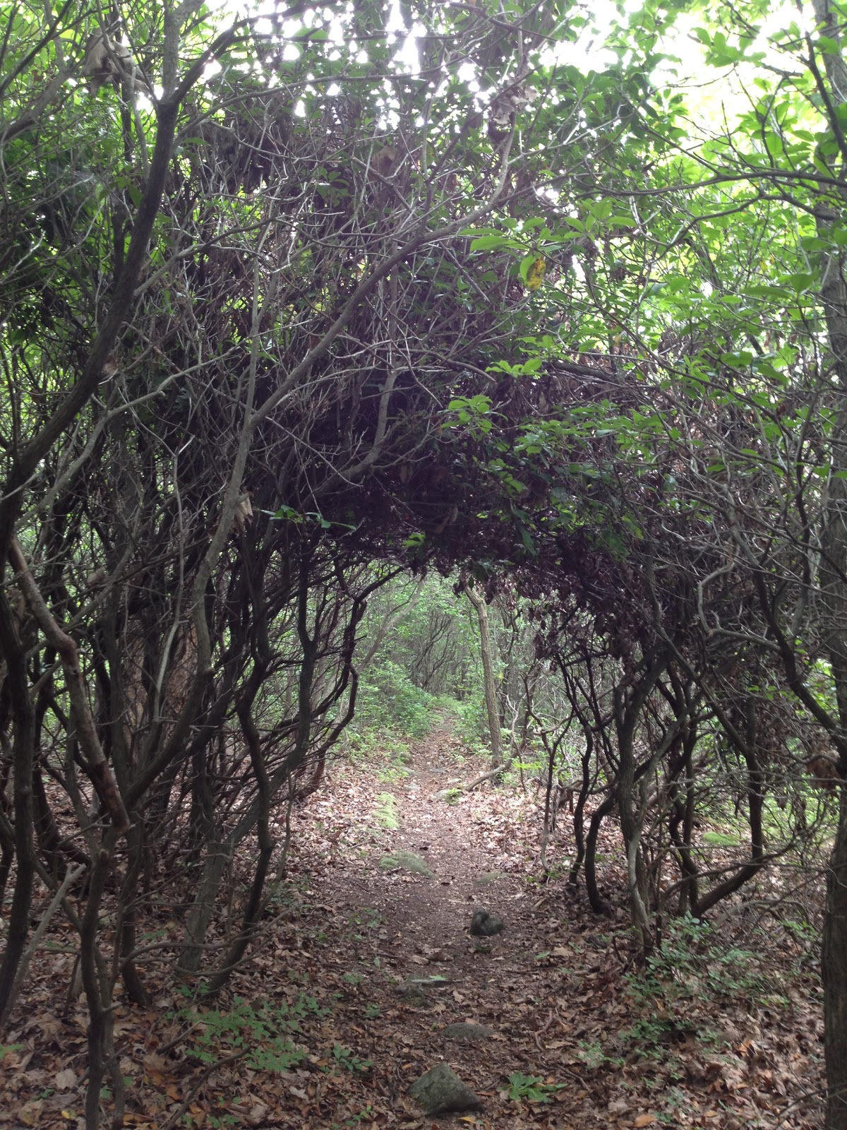 The Helpful Art Teacher: Rhythmic Line Designs And Patterns