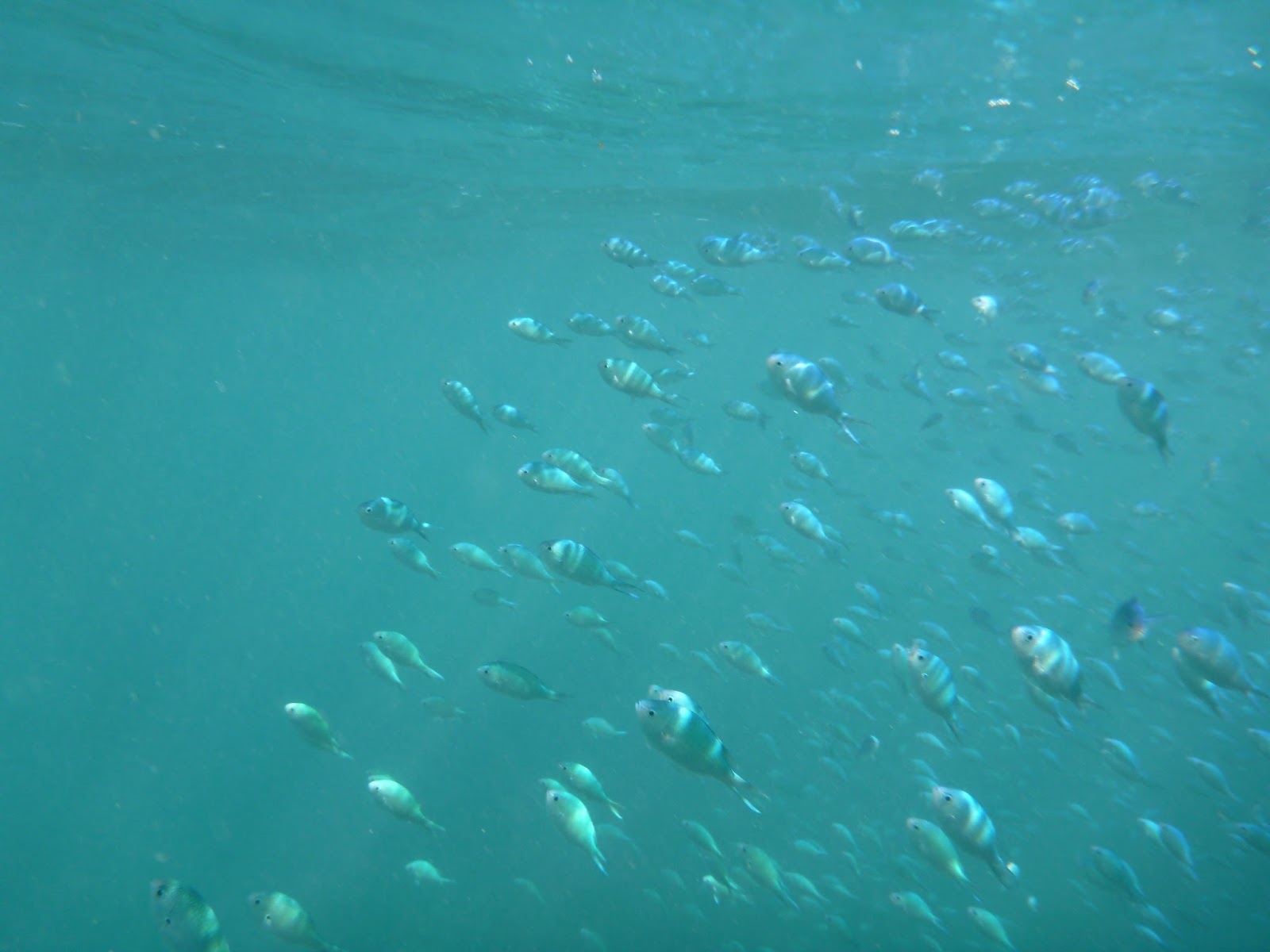 The Adventures of Tulley Tuckerman & Co ....: Trailer trash or treasure?