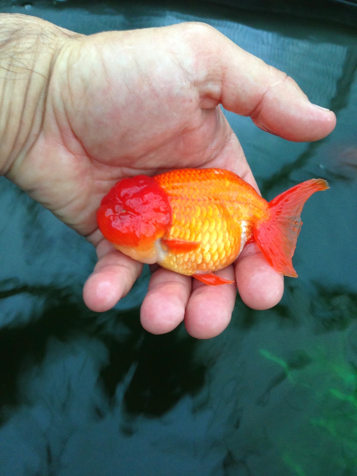 Suzuki x Kageyama Top View Ranchu