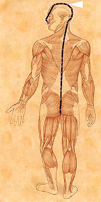 acuxo | Acupuncture Point Locations, Descriptions, and Actions: GV 20 ...