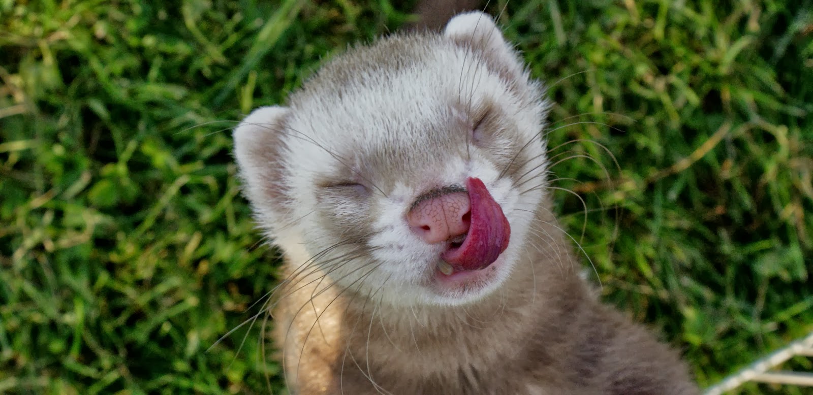 Peikon Poluilla: Fretti, Mustela putorius furo