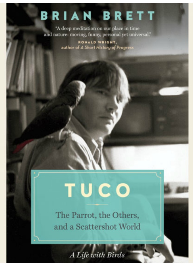 Parrots, Paddling, and Ponderings: Tuco: it's about an African grey ...