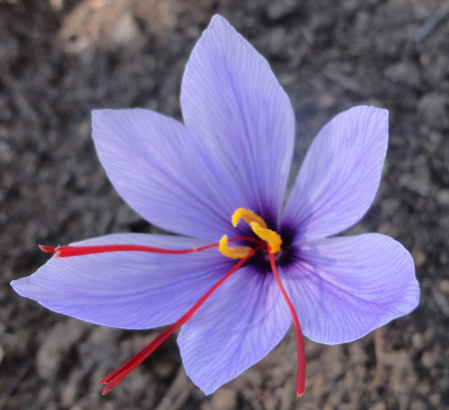 El Terrao - Dos urbanitas en el campo: LA ROSA DEL AZAFRÁN