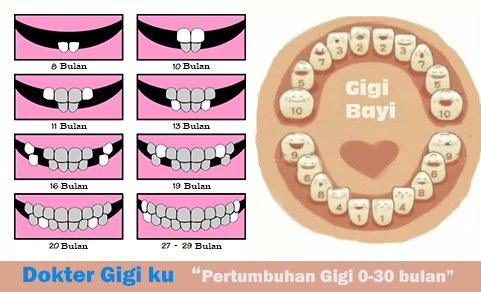 Usia Tumbuh Gigi Bayi - Perumperindo.co.id