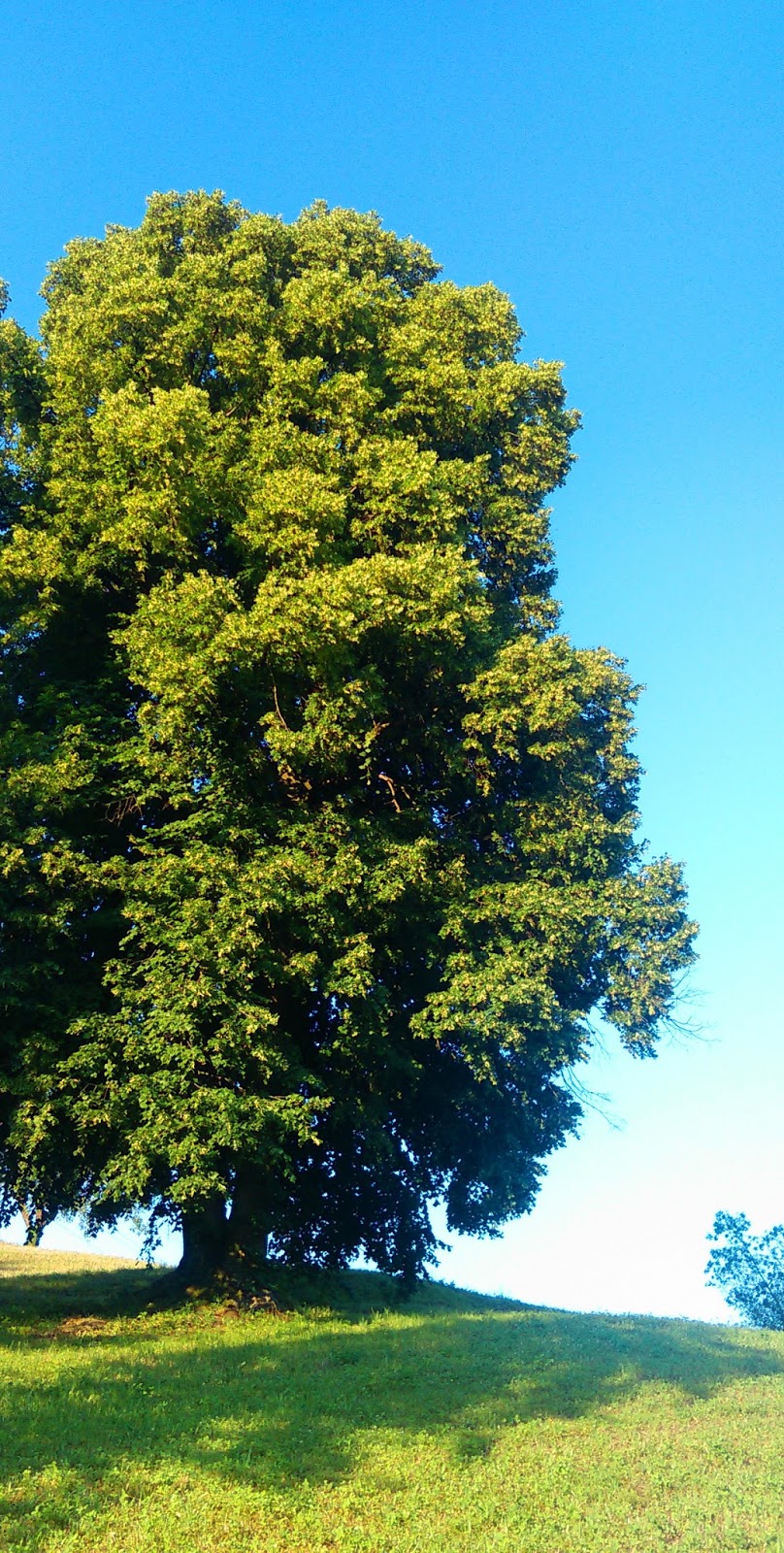 Naturalicious : Lipa zelenela je.... (linden tree)