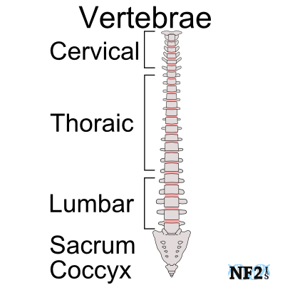 vertabrae - USA News Collections