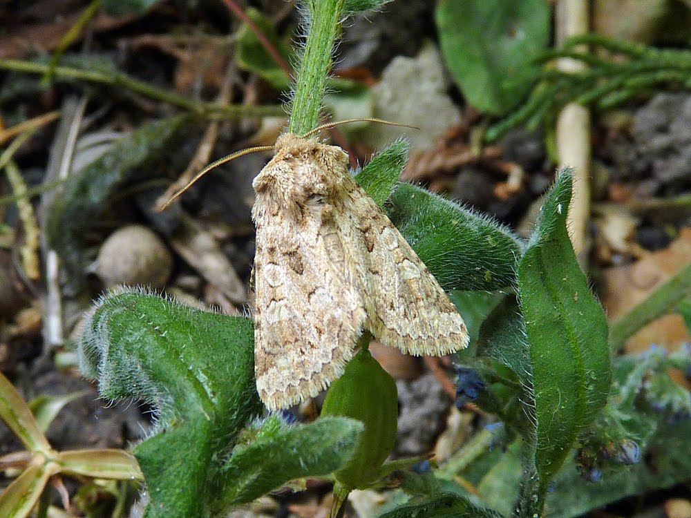 Cambs Moth Gallery