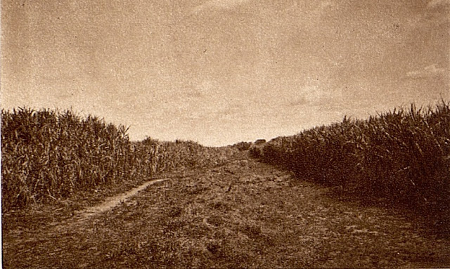 Xinavane, plantação de cana e fábrica de açúcar