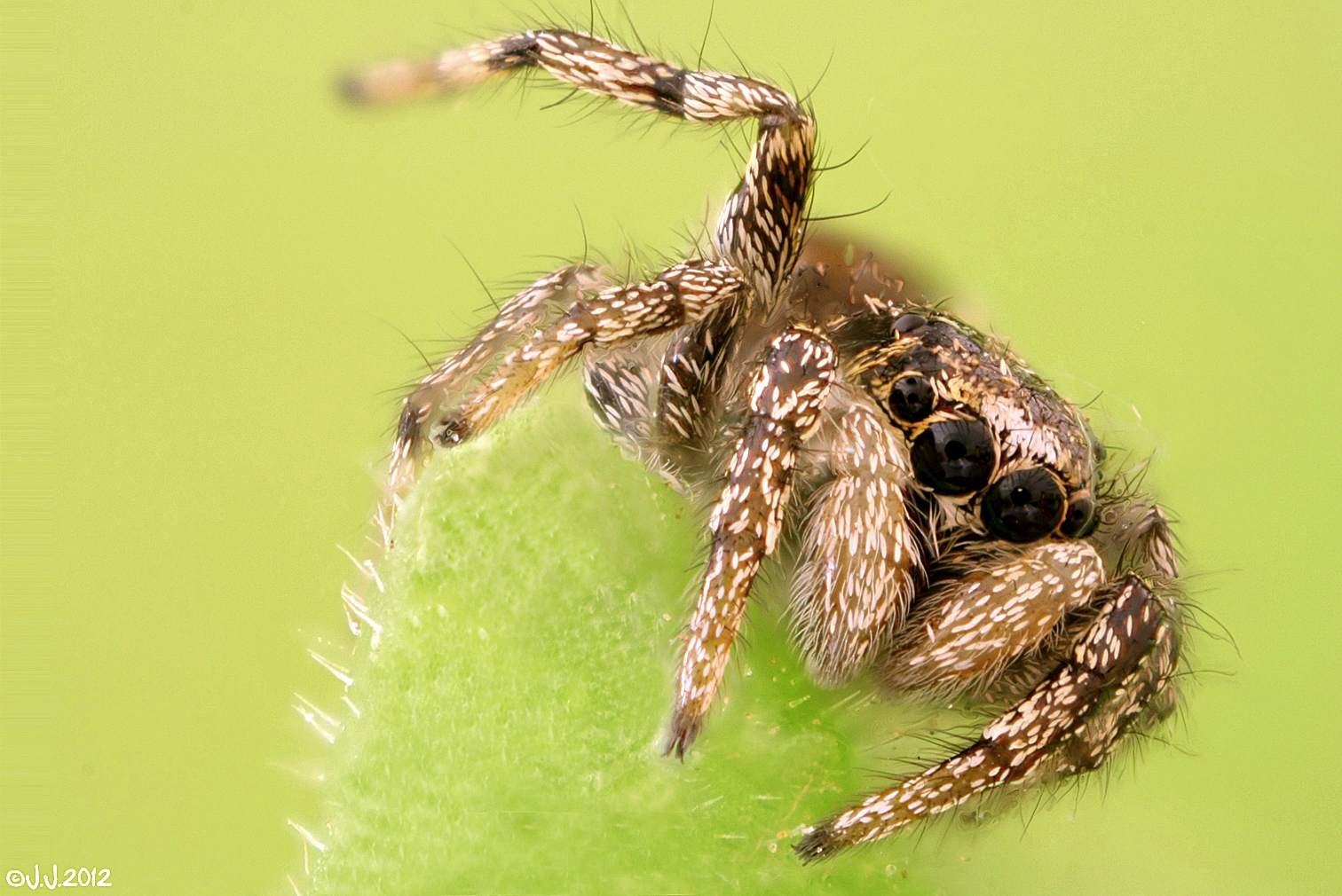 JJ's Photographic nature blog: March 2012