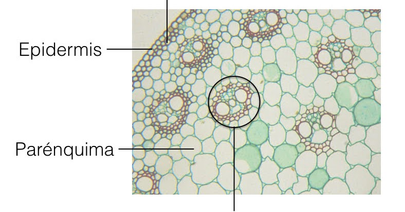 el moderno prometeo: Histología Vegetal: Estructura del Tallo Primaro