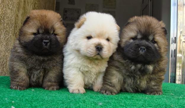 Chow chow | WIKI PERROS