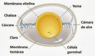 Gallinas y demás: ¿CUALES SON LAS PARTES DE UN HUEVO DE GALLINA?