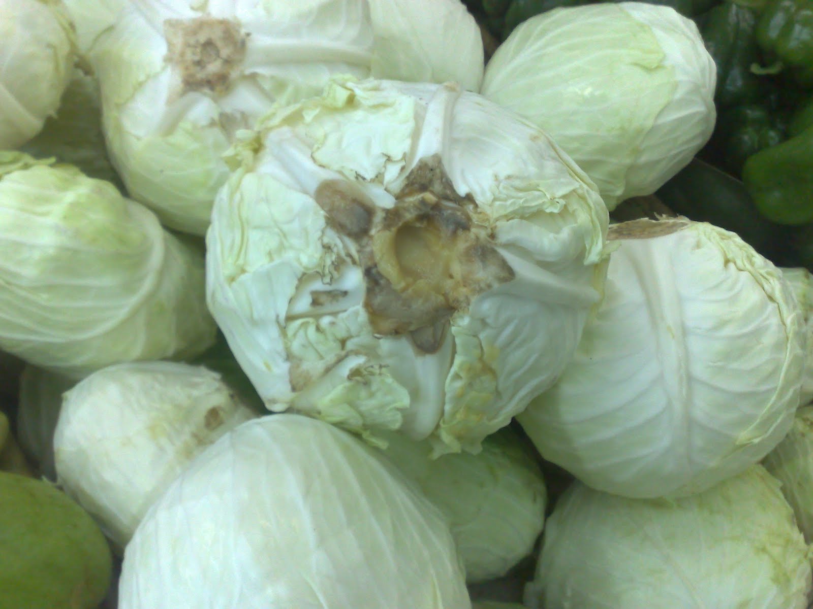 REVÉRBERO: Repolhos