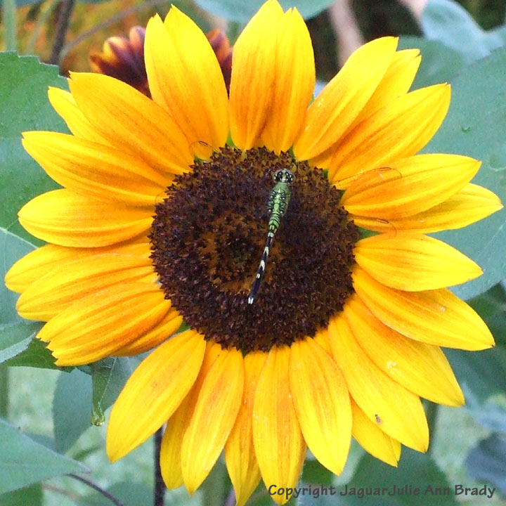 Julie Ann Brady : Blog On: Insects and Critters in my Sunflower Garden