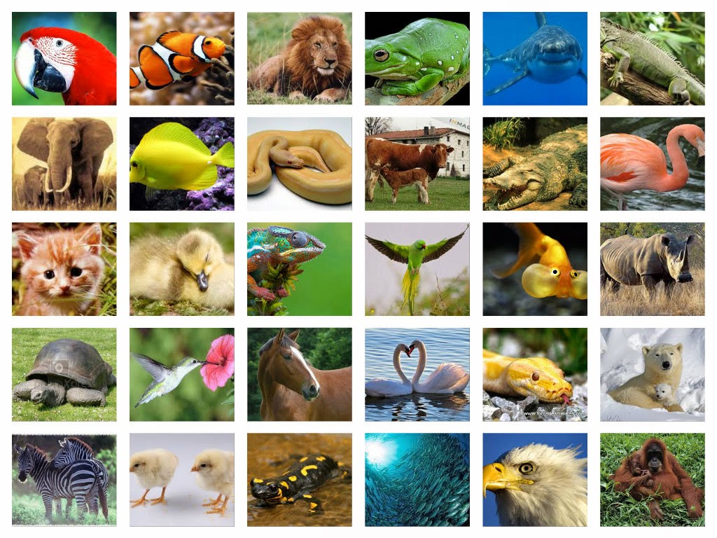 El Reino Animal: PIZAP