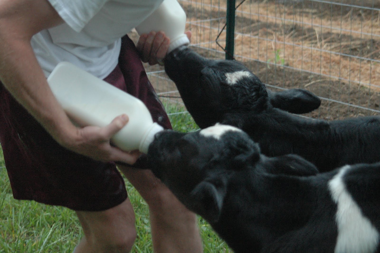 Green Legacy Farm: Feeding Baby Calves, or a Tutorial in Not Getting Goosed