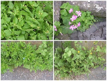 ict-tutorial-paradise: 浜っ子の横浜散歩 (2011/06/20 横浜市神奈川区 路地に咲く花)