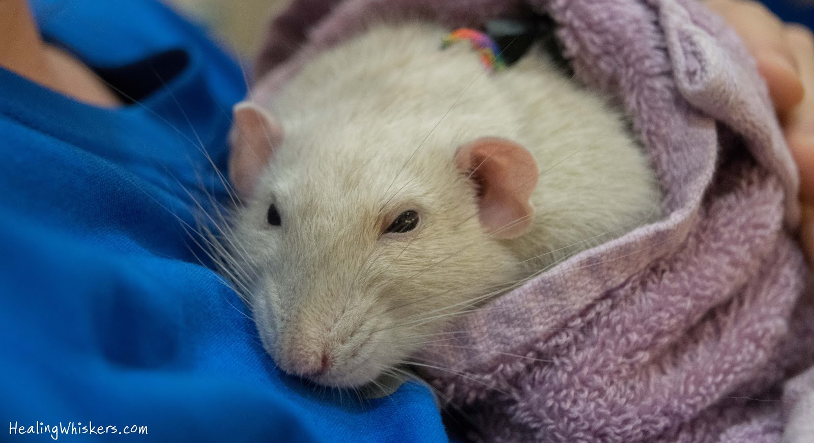 Healing Whiskers: Life of a Therapy Rat: Fall 2017