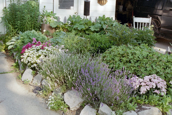 For Dragonflies And Me: Plan Your Perennial Garden Now and Designing ...