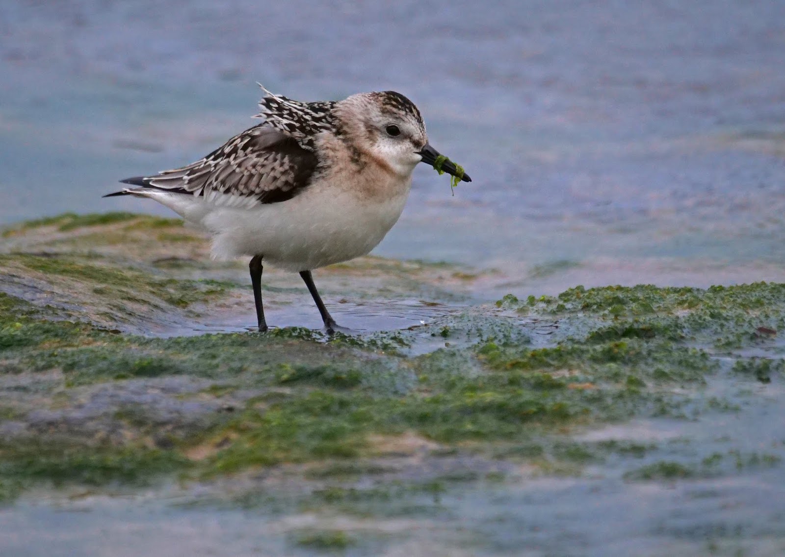 Nature in the Heart of England: Causeway Coast, Northern Ireland ...