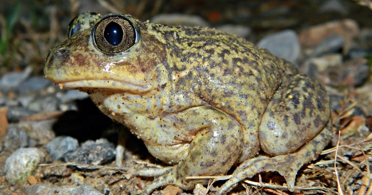 Sargantanes i Dragons: Pelobates cultripes - Gripau d'esperons