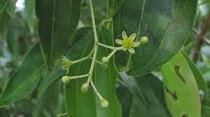 WALK IN GREENS: Cinnamomum iners