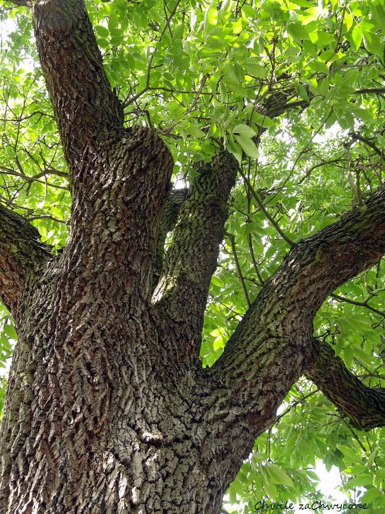Chwile zaChwycone: Jesiony wyniosłe i nie