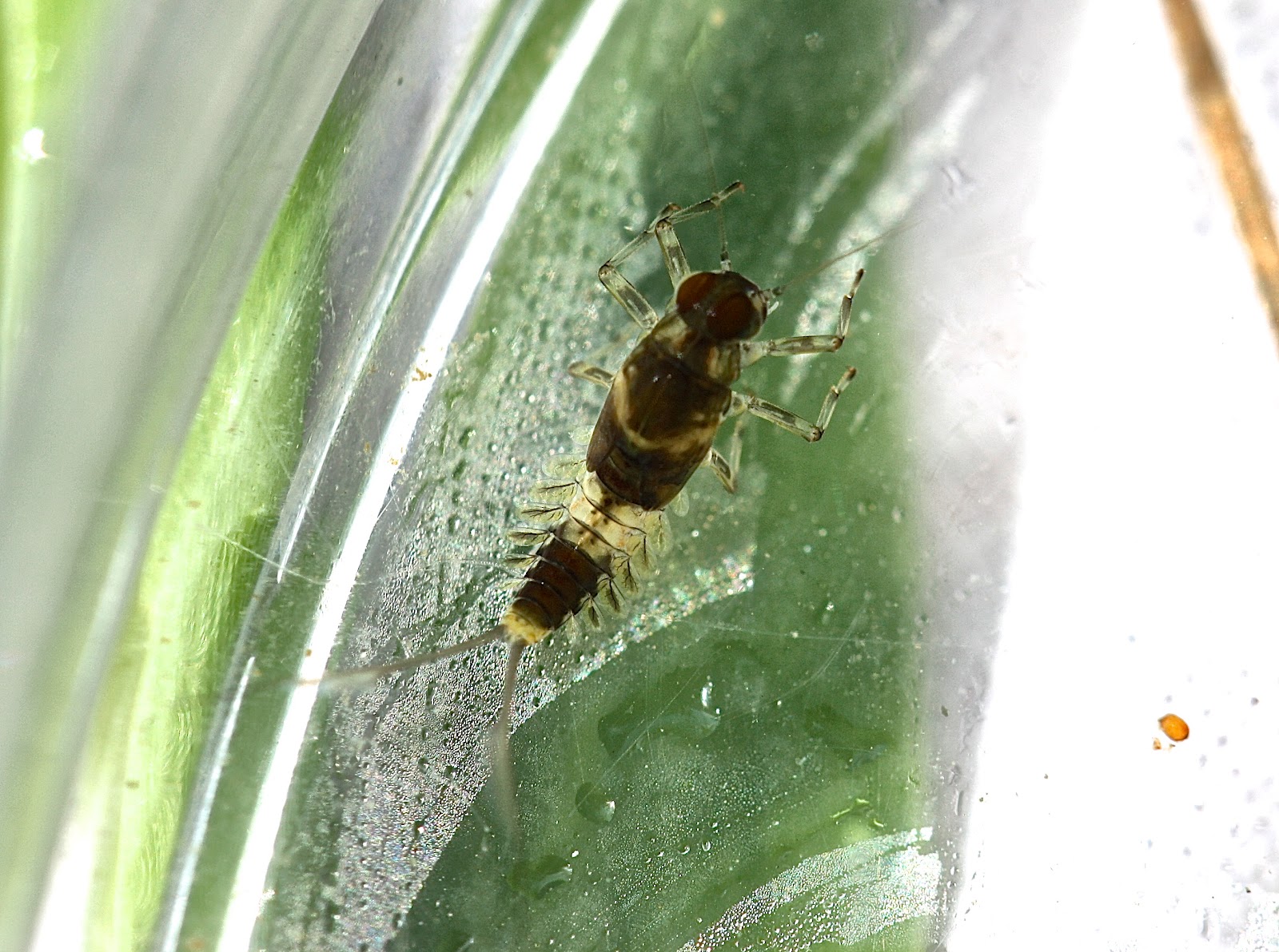 Aquatic Insects of Central Virginia: Hydropsyche venularis: The Common ...