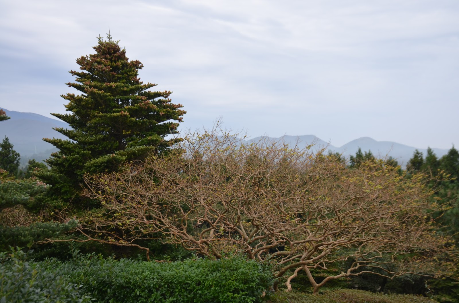 Pn Tay's Blog: Sangumburi Crater in Jeju Island, (산굼부리)