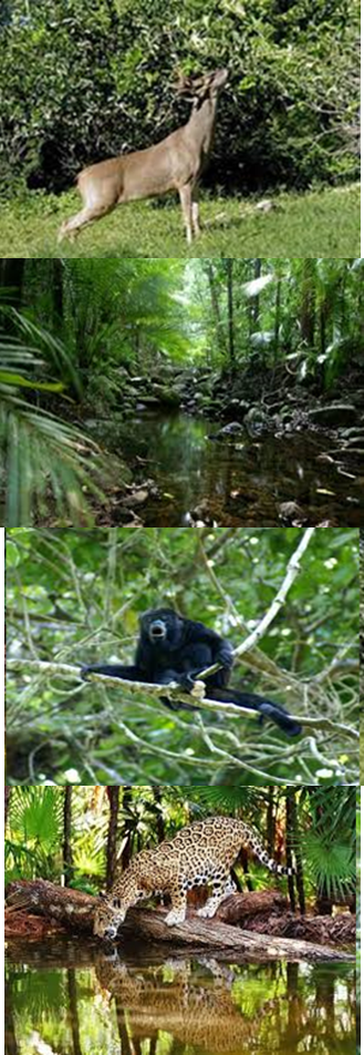 BIOMAS DE LA TIERRA : Biomas de Venezuela