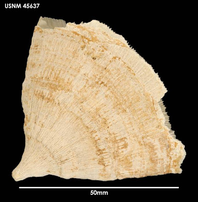 The Echinoblog: 10 of the WEIRDEST Antarctic Invertebrates!!