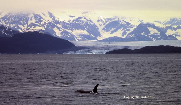 Alaska with attitude : Blackfish