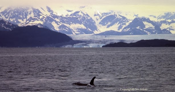 Alaska with attitude : Blackfish