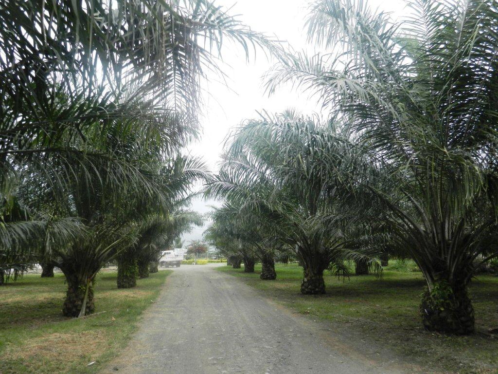 Malum Nalu: Poetic magic of Ramu Valley