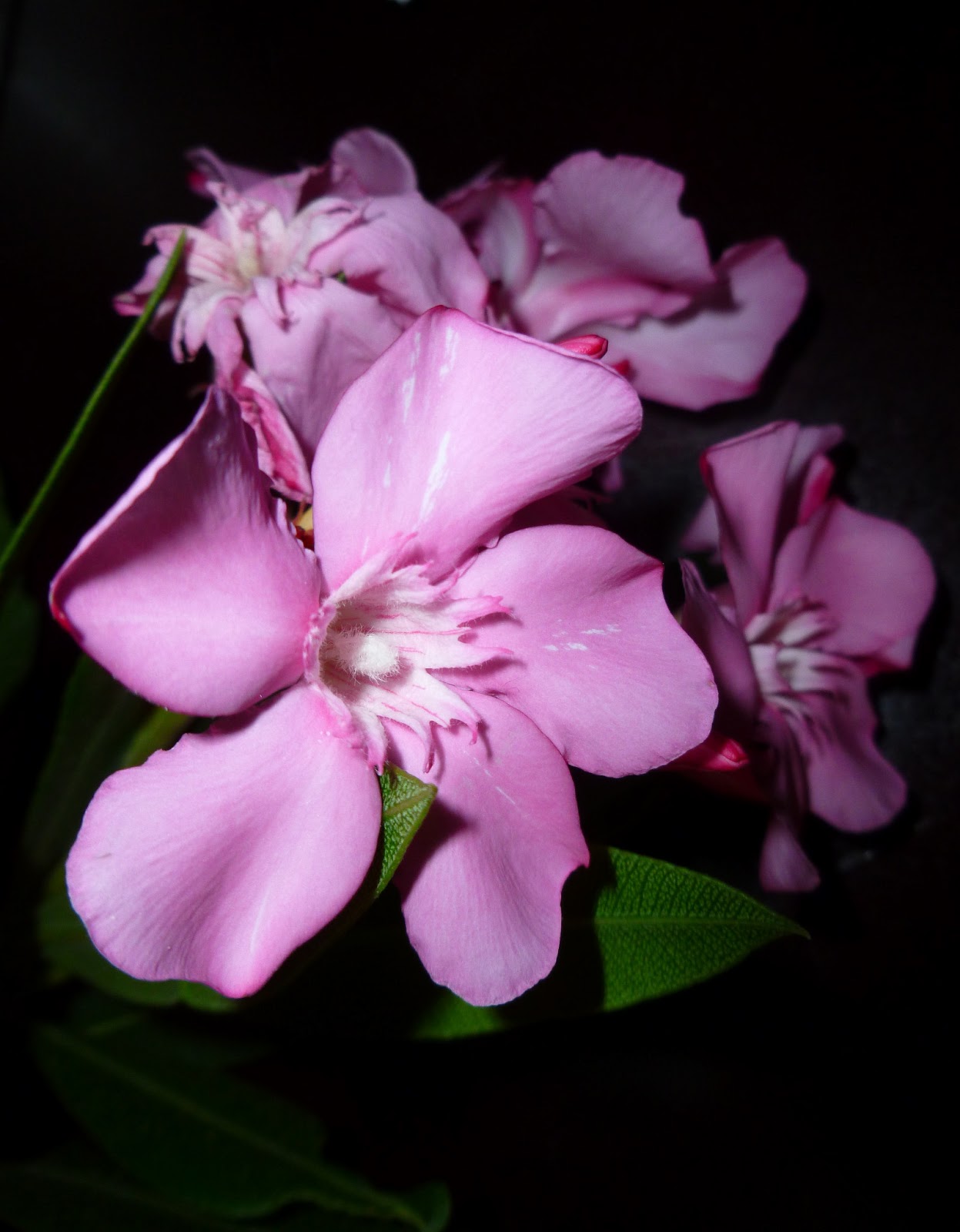 CUT and DRY : Mountain - Laurel, Bay - Laurel or Daphne of Apollo