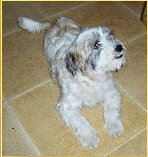 Adoptándonos: Guille, hermoso perrito barbincho tamaño chico en ...