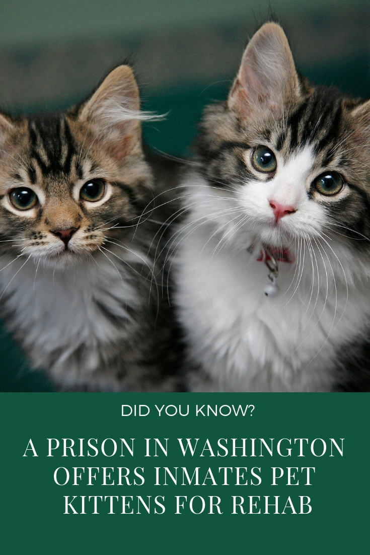 A prison in Washington offers inmates pet kittens for rehab | Amazing ...