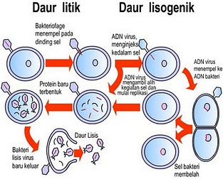 Perbedaan Siklus Litik dan Lisogenik Pada Fase Reproduksi Virus | Cara ...
