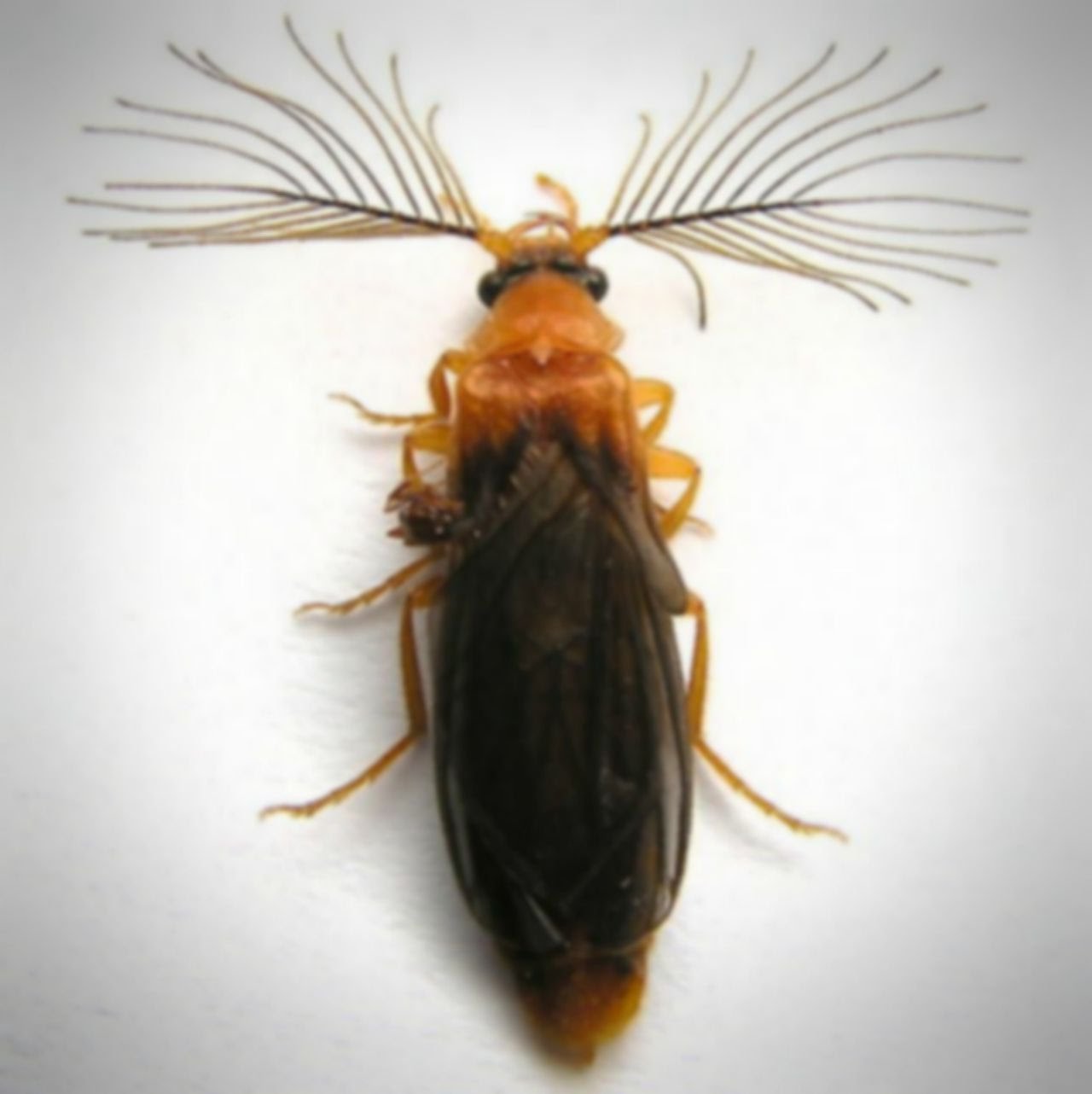 Ciri-ciri Serangga - Mengenal 13 Bentuk Antena Serangga - Dunia ...