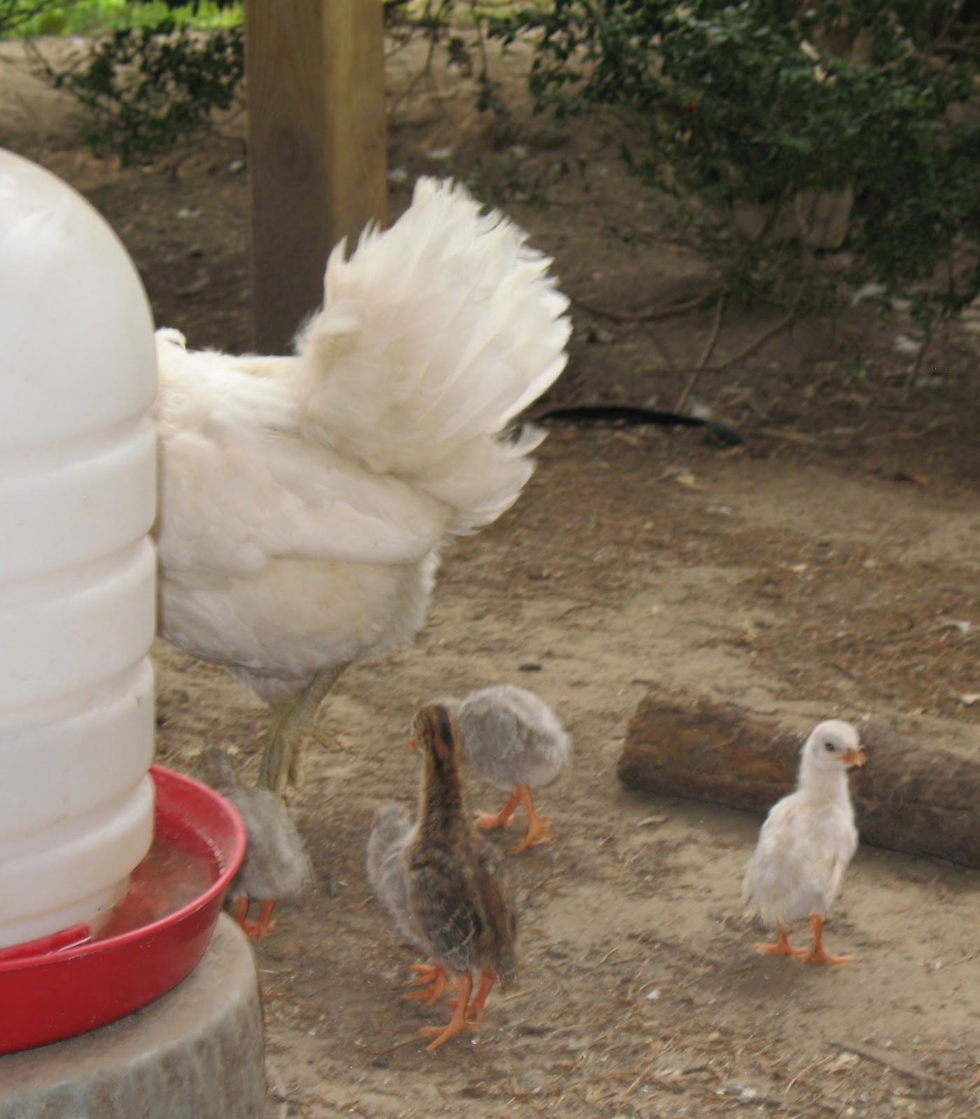 Razzberry Corner: Chicks and Guinea Keets