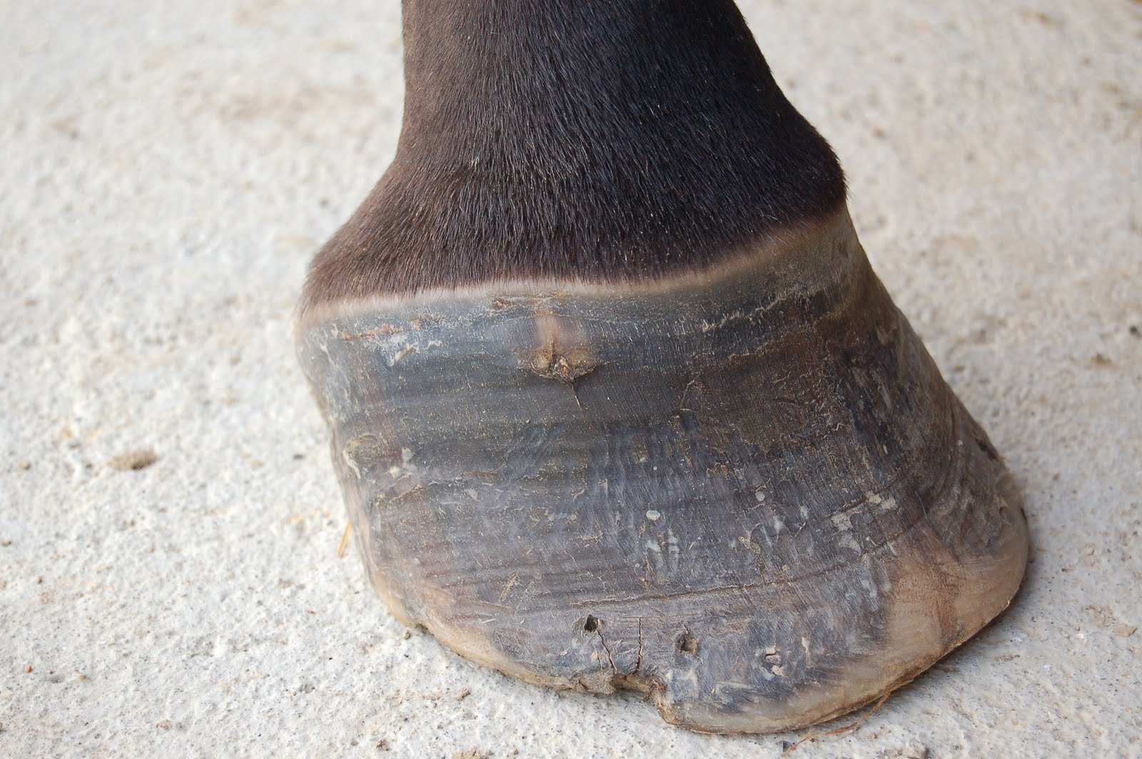 onguents tradition: Seimes